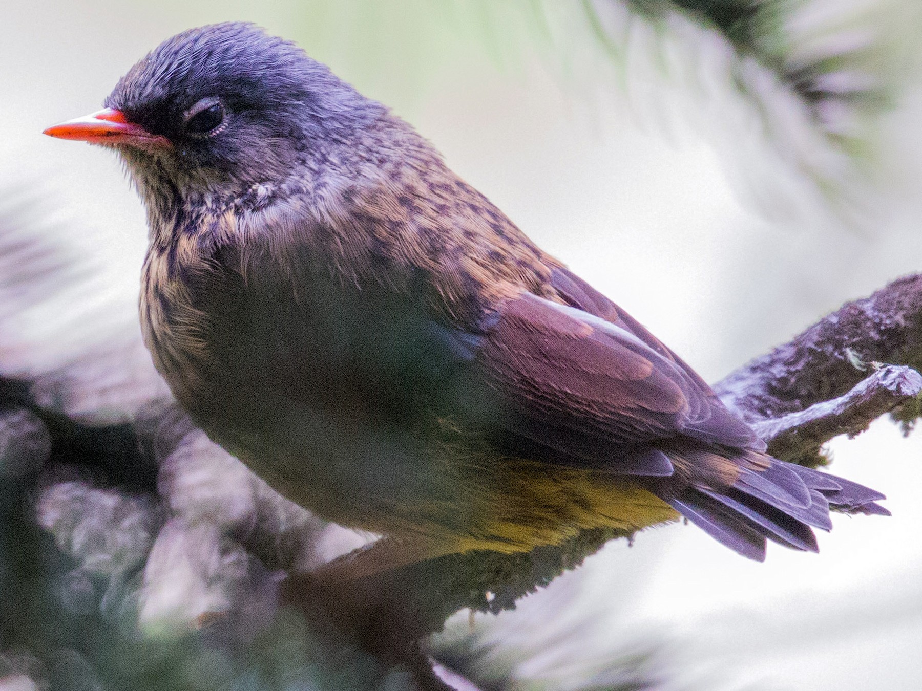 Maroon-backed Accentor - eBird
