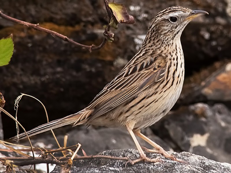 Upland Pipit - eBird