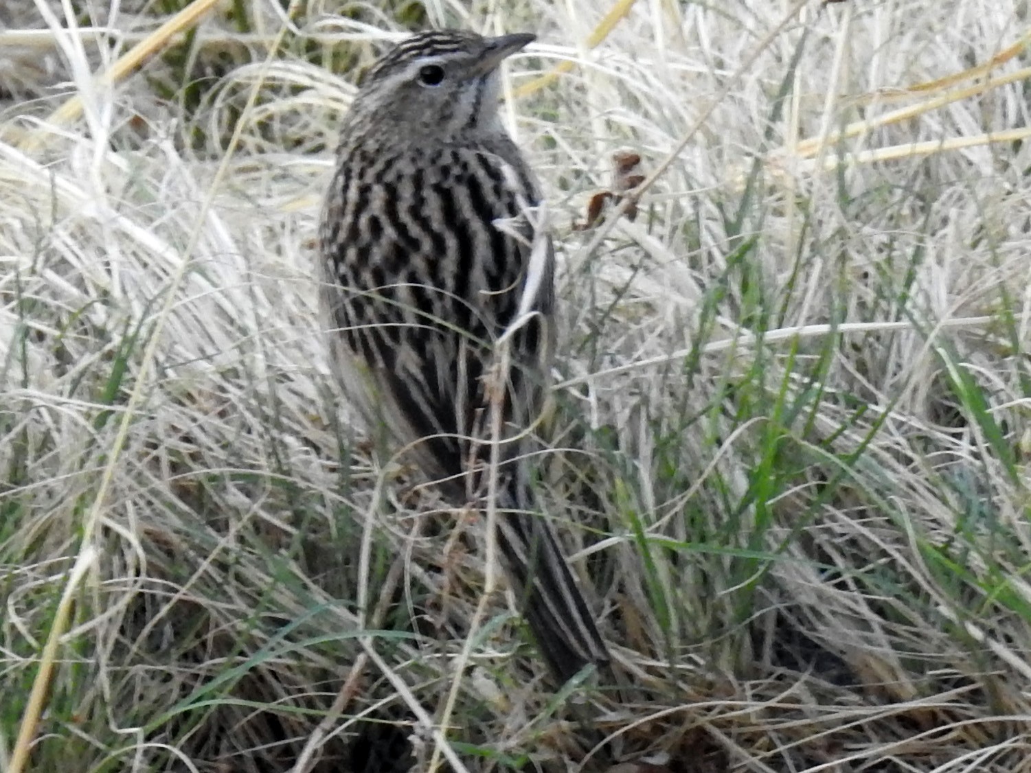 Upland Pipit - eBird