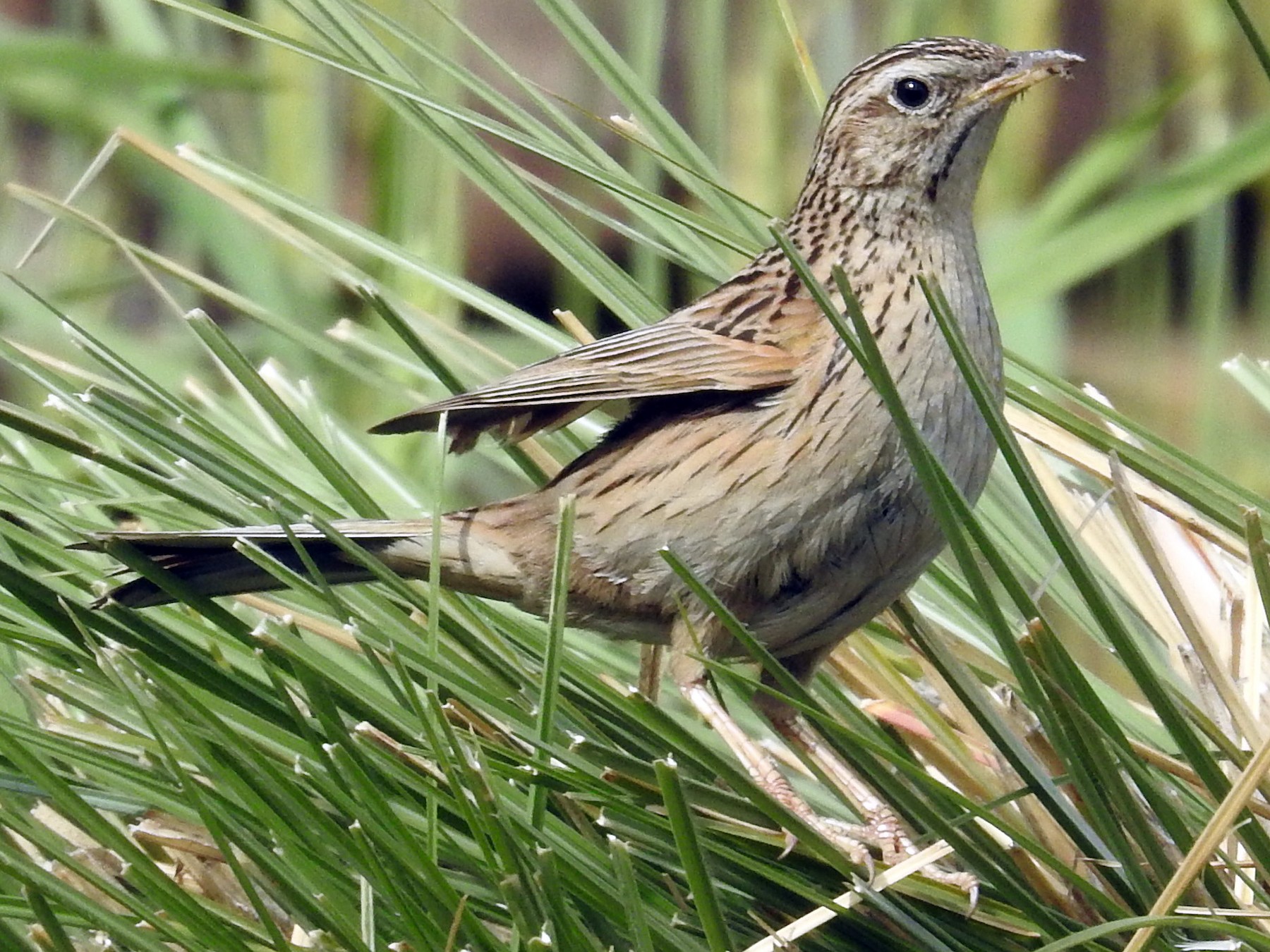Upland Pipit - eBird