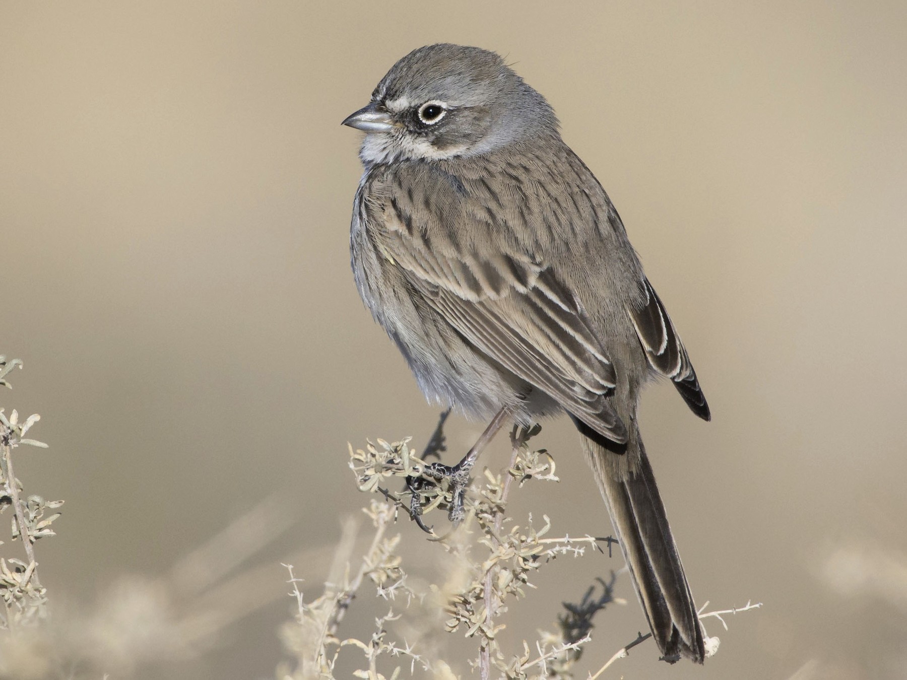 Sagebrush Sparrow - eBird