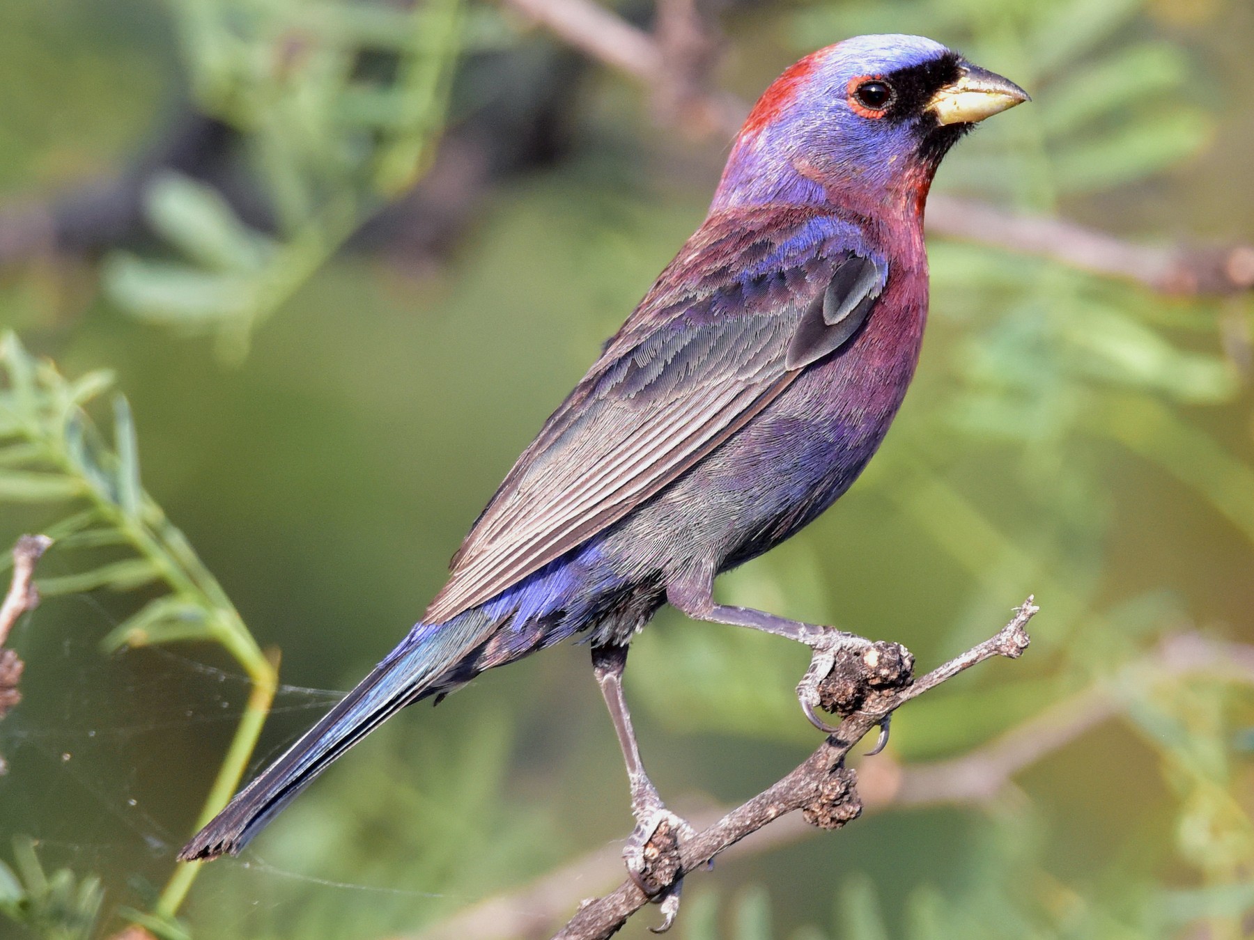 Varied Bunting - eBird