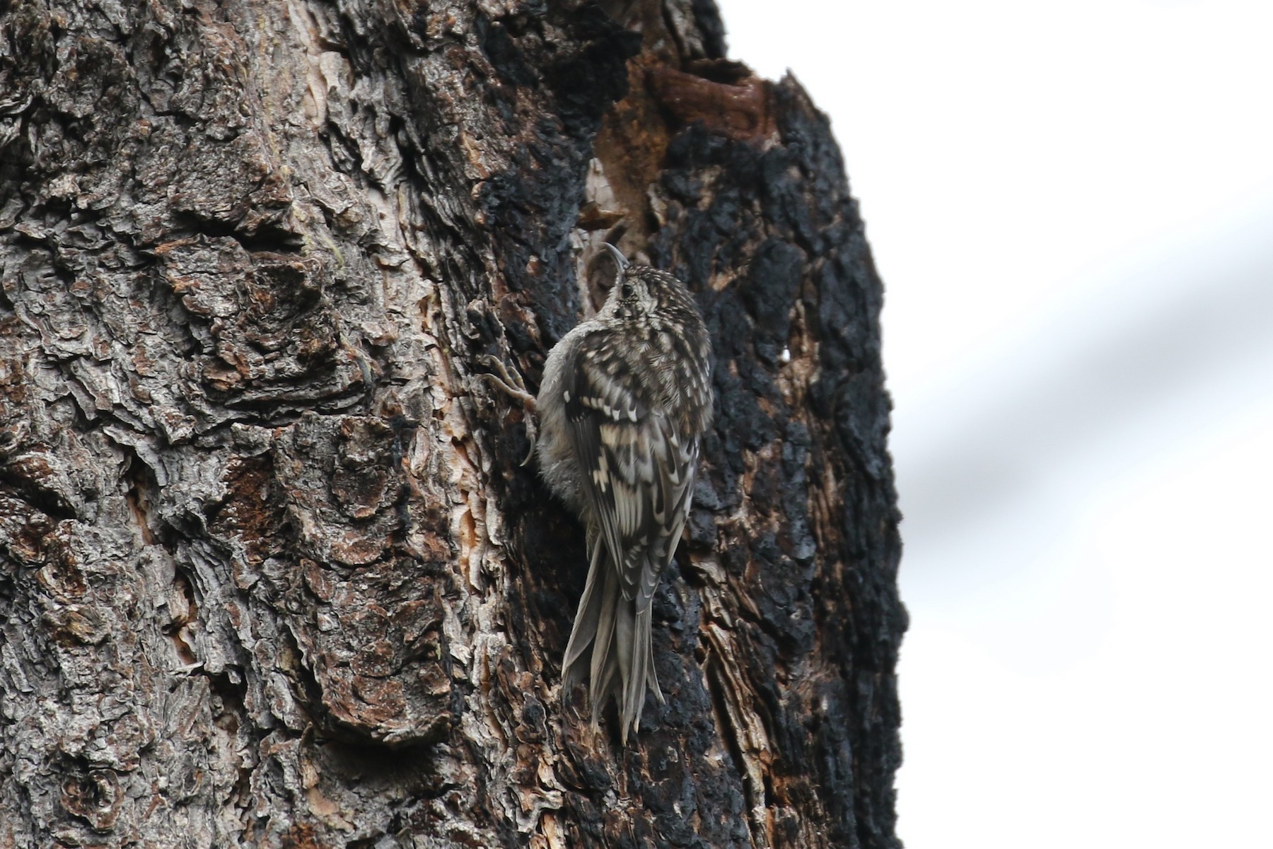Brown Creeper (albescens/alticola) - eBird
