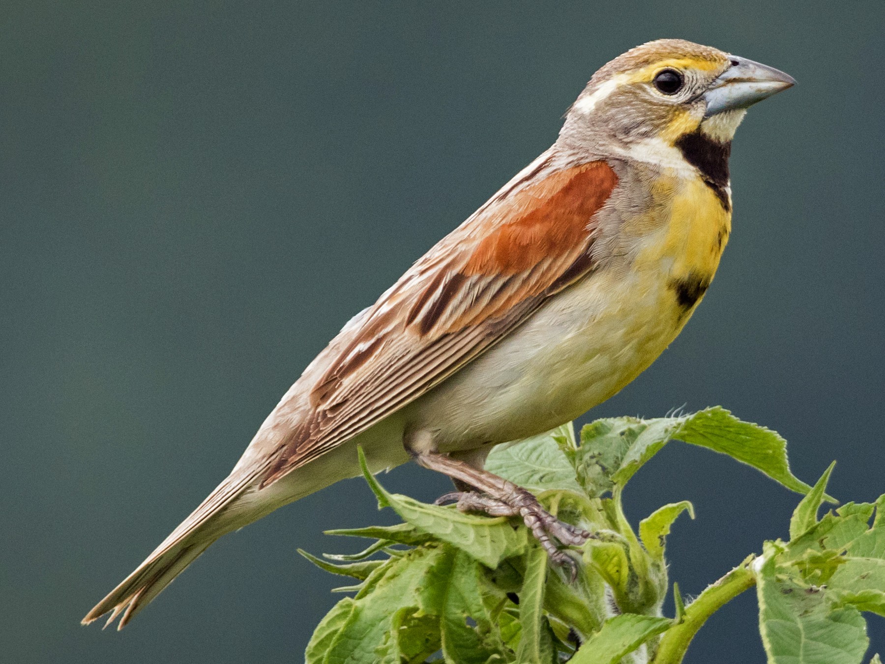 Gorrión de pecho amarillo - eBird