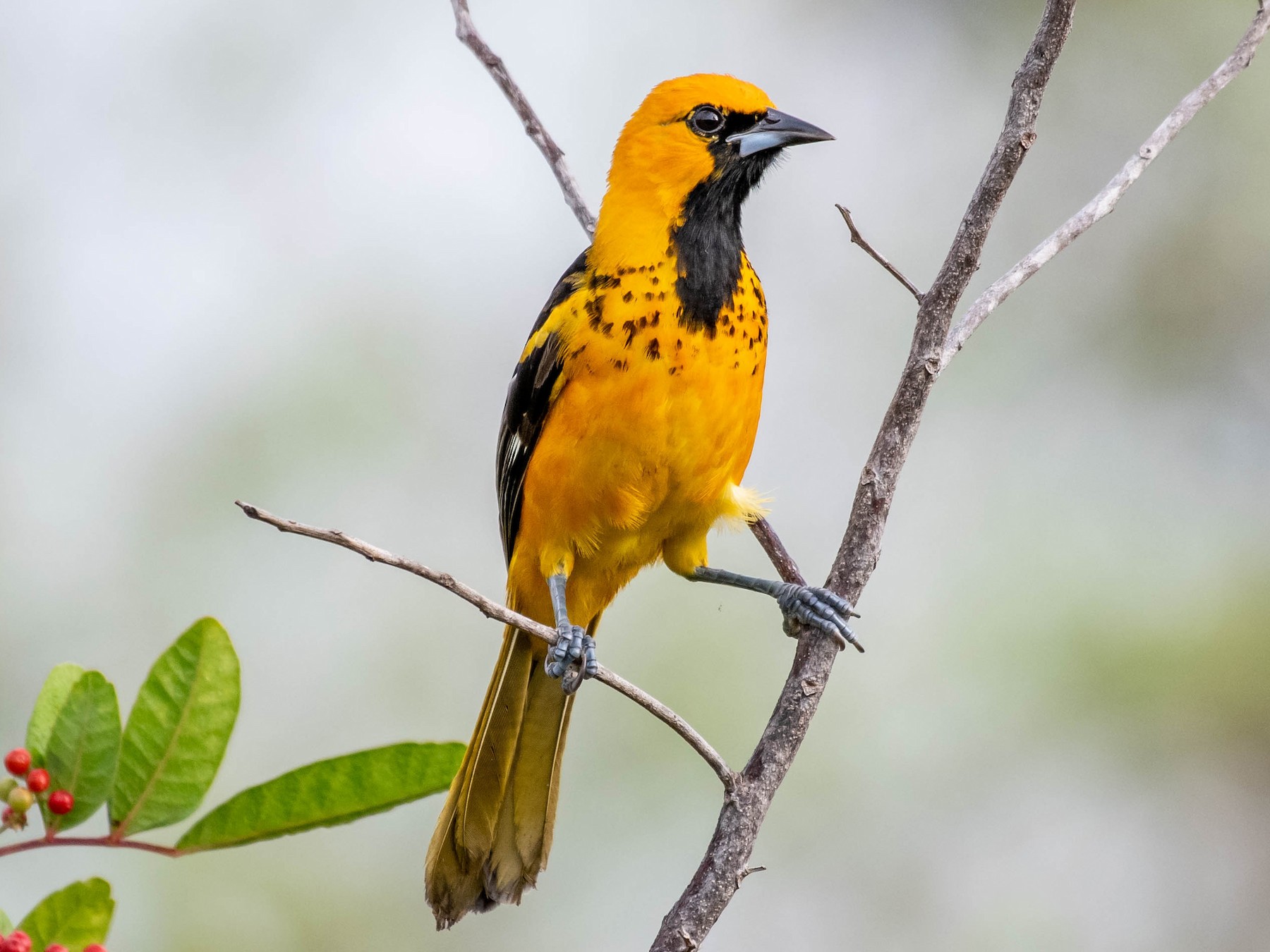 Spot-breasted Oriole - eBird