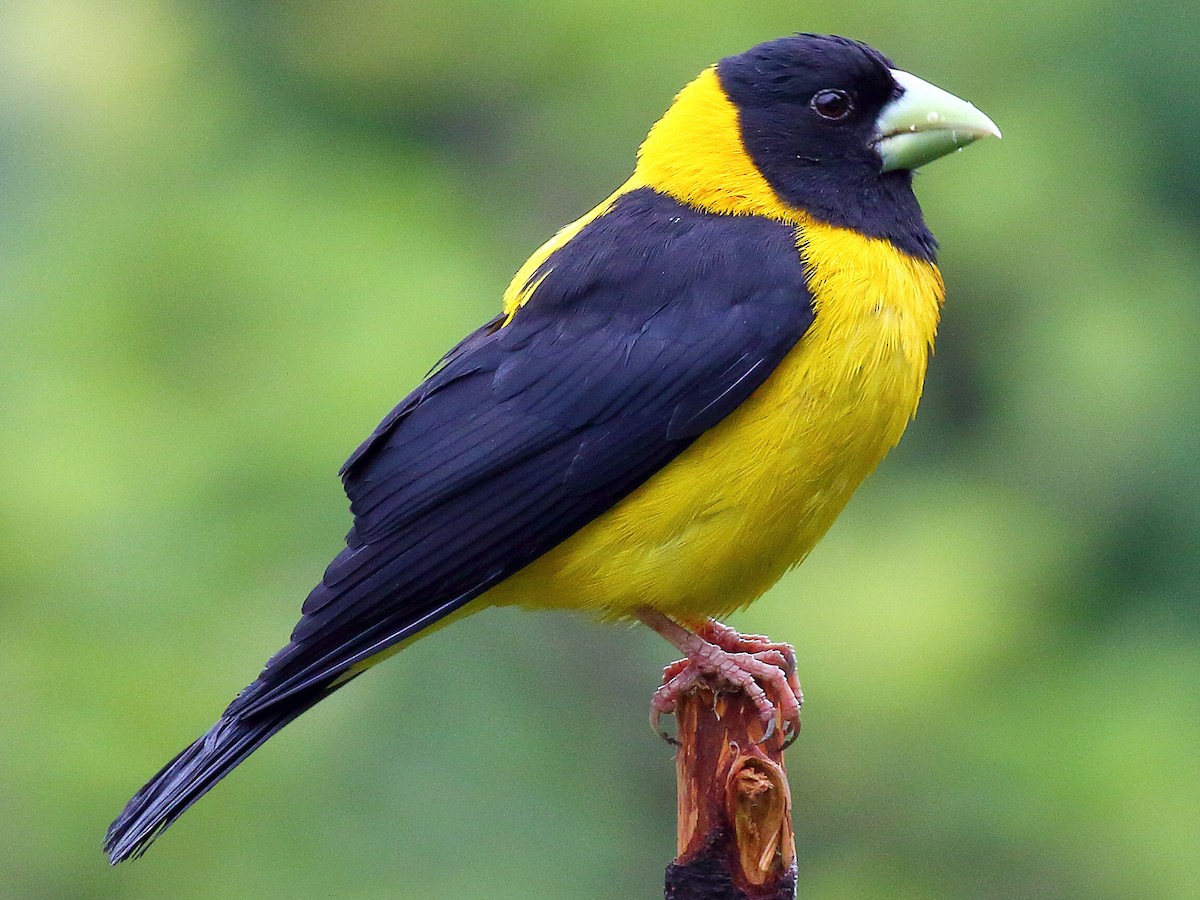 Black-and-yellow Grosbeak - Mycerobas icterioides - Birds of the World