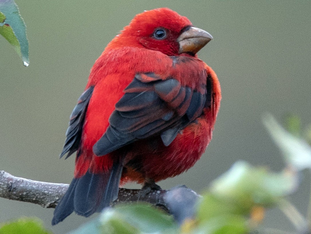 Scarlet Finch - eBird
