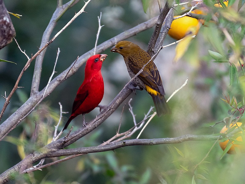 Scarlet Finch - eBird