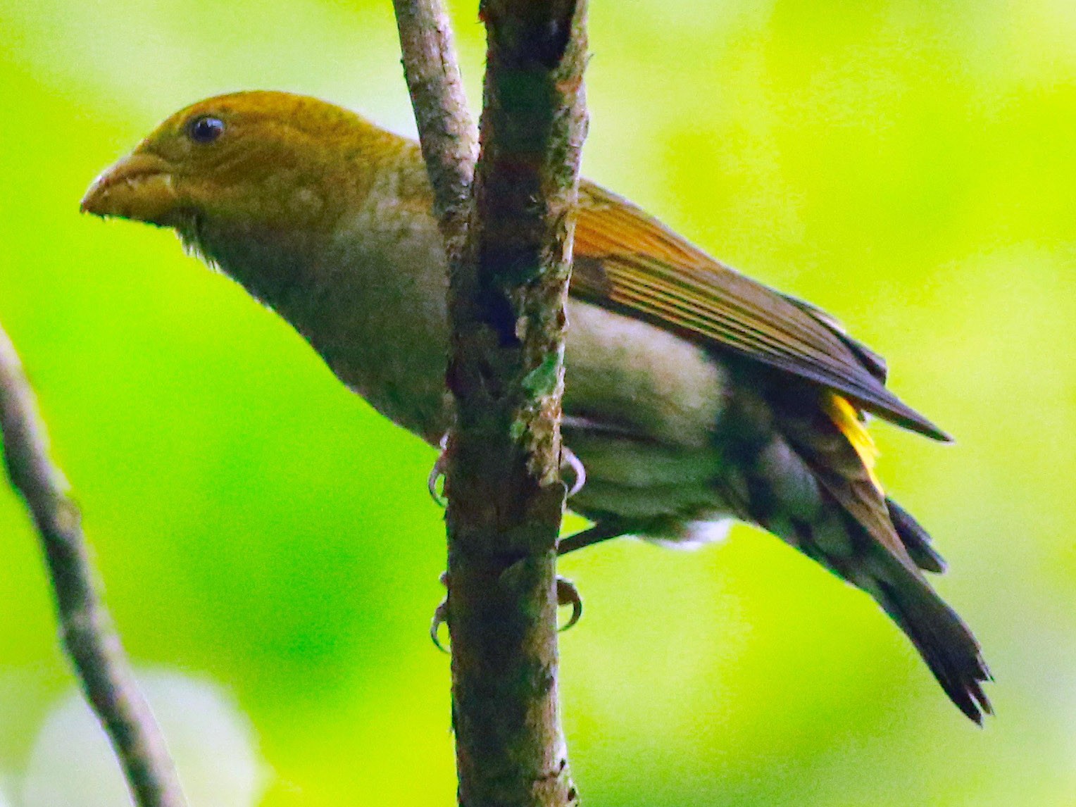 Scarlet Finch - eBird