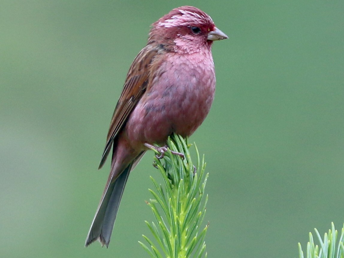 Pink-browed Rosefinch - eBird