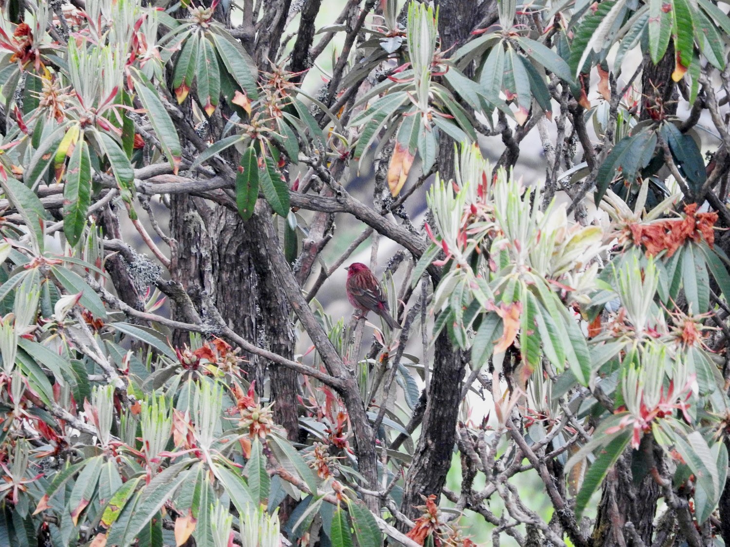 Pink-browed Rosefinch - eBird