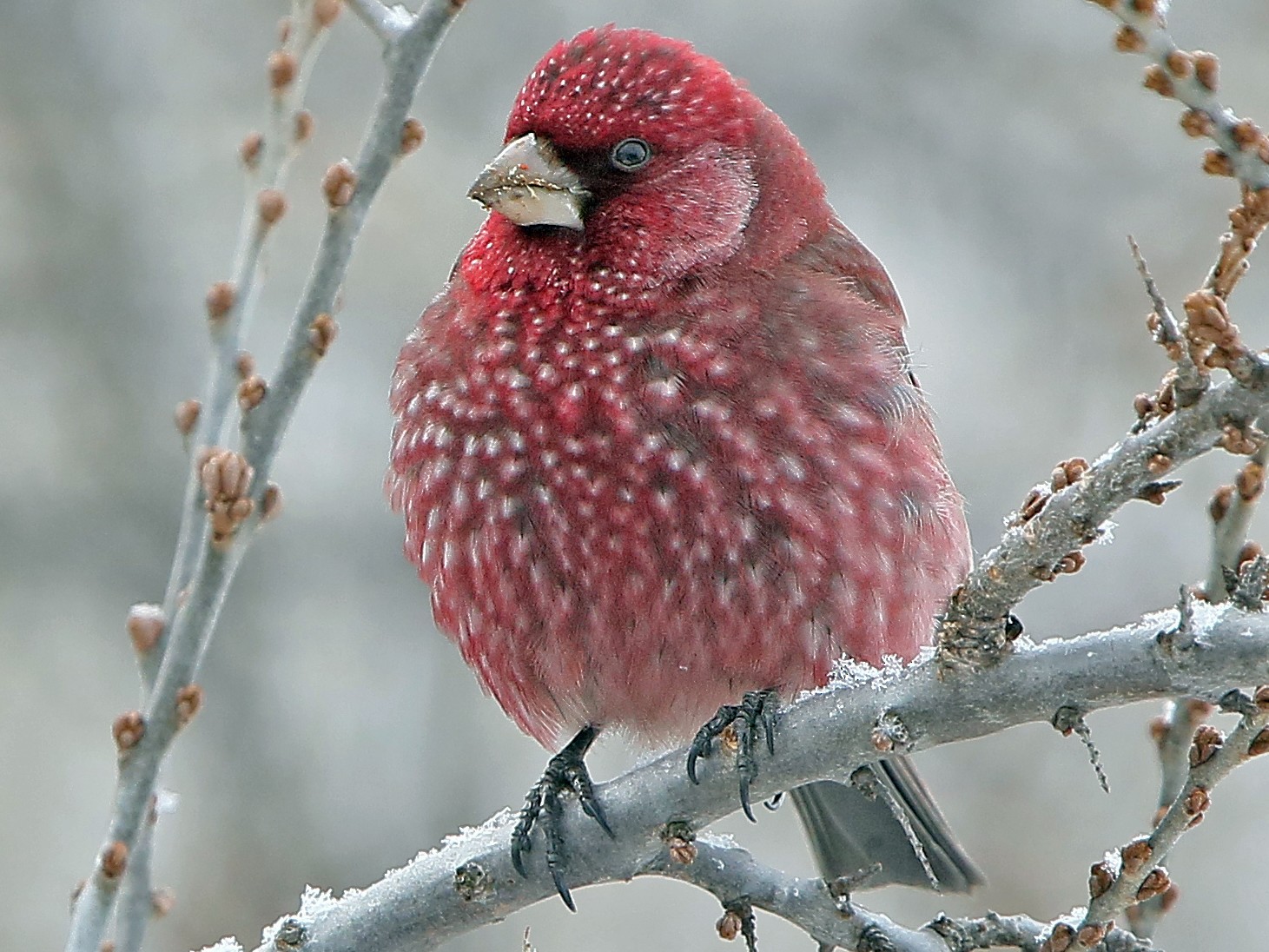 Great Rosefinch - eBird