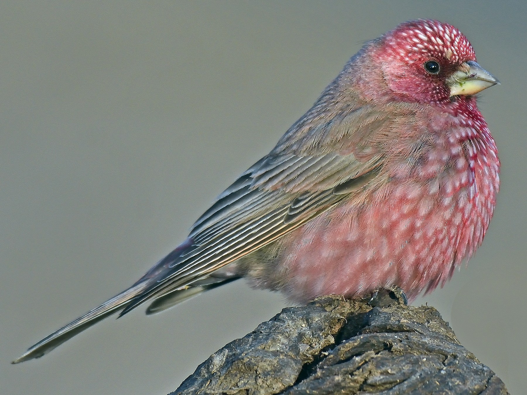 Great Rosefinch - eBird