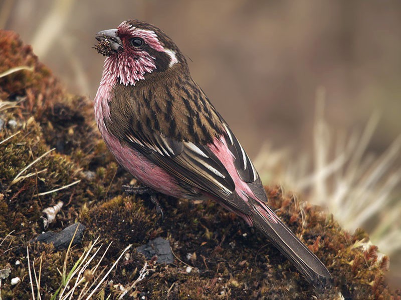 Himalayan White-browed Rosefinch - eBird