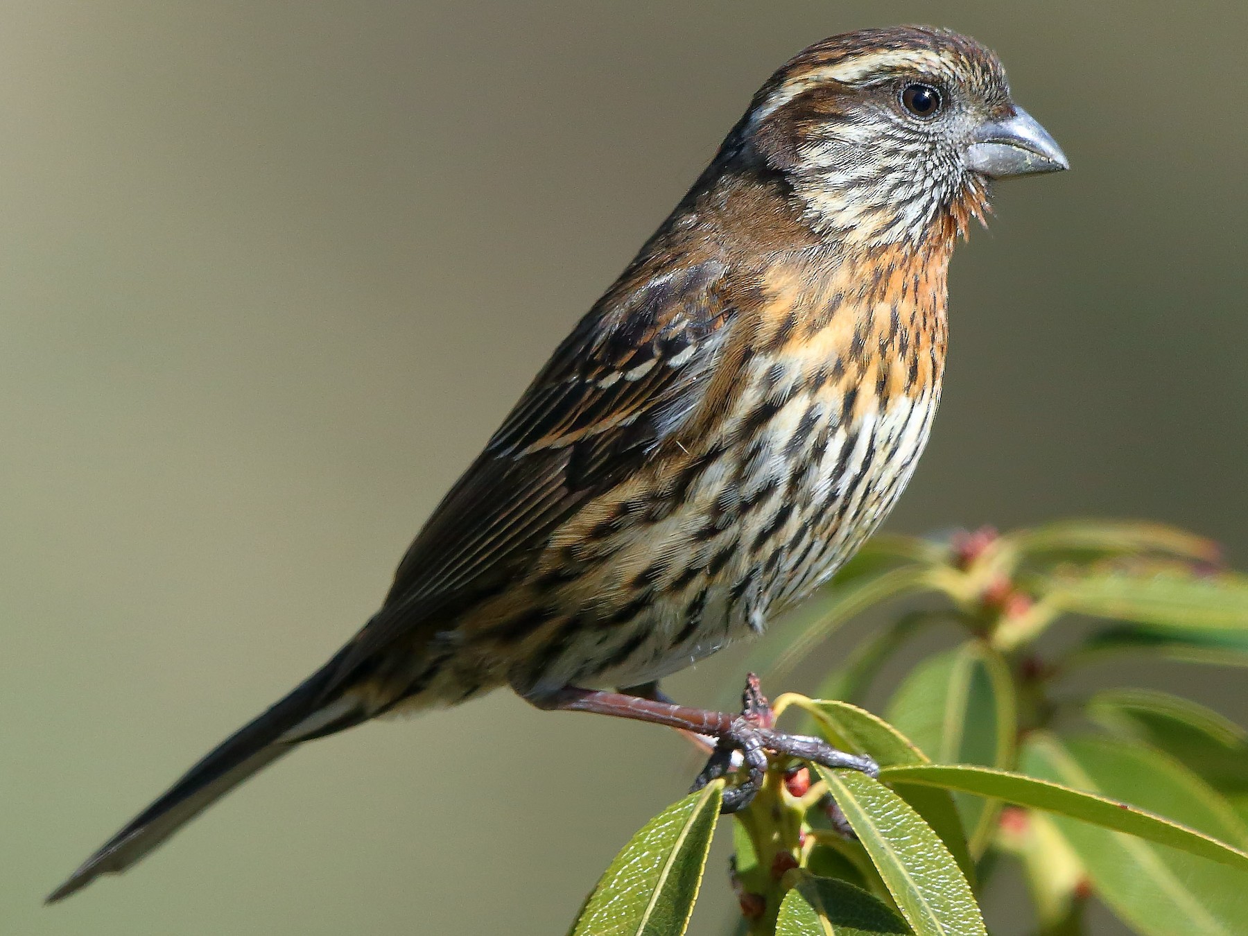Himalayan White-browed Rosefinch - eBird