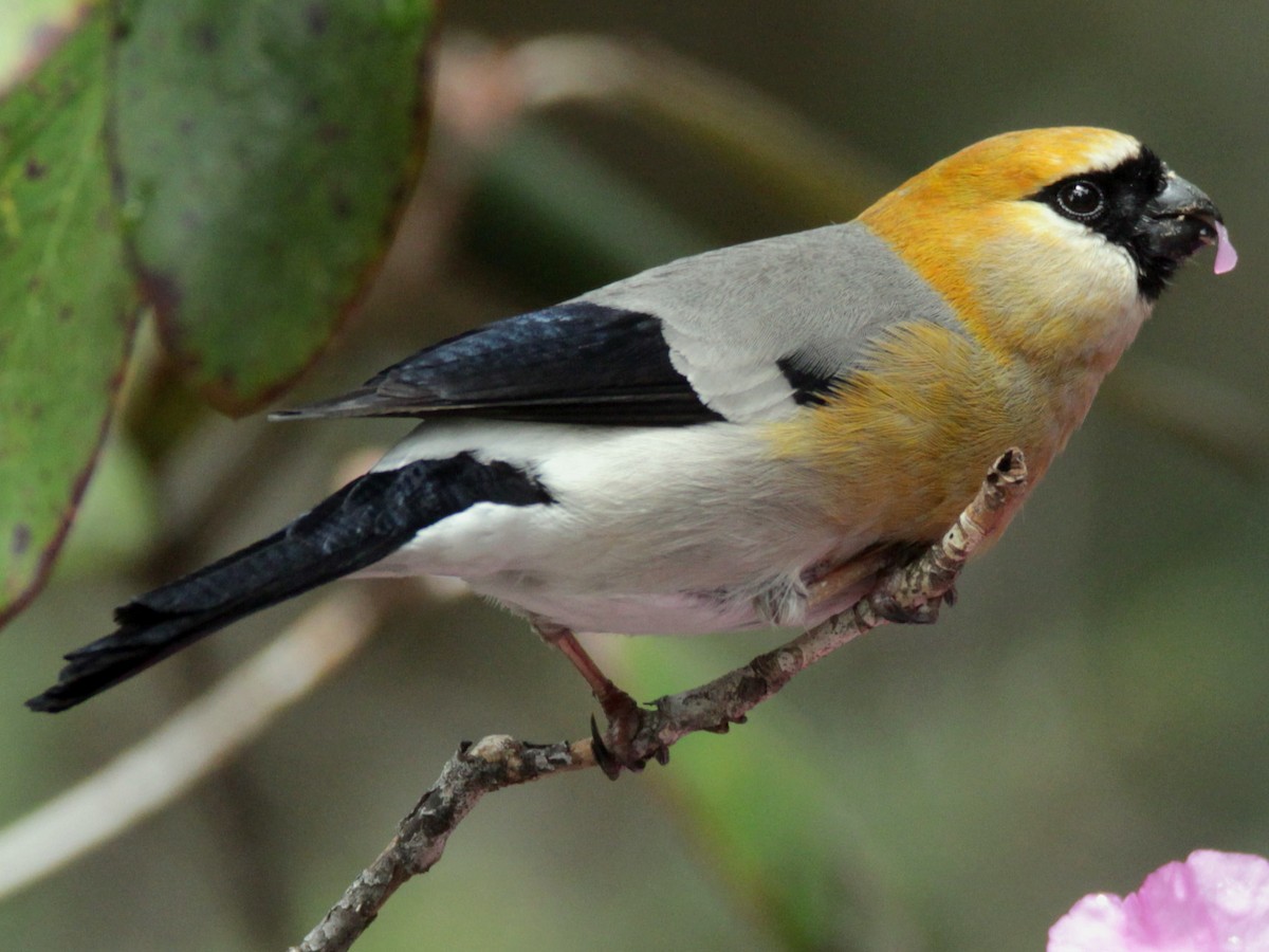 Red-headed Bullfinch - Pyrrhula erythrocephala - Birds of the World