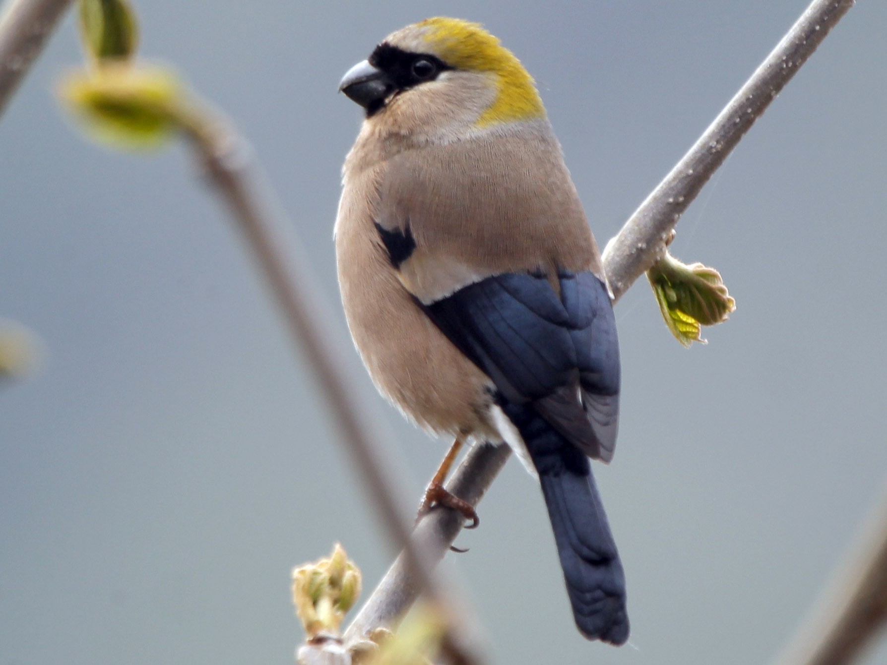 Red-headed Bullfinch - eBird
