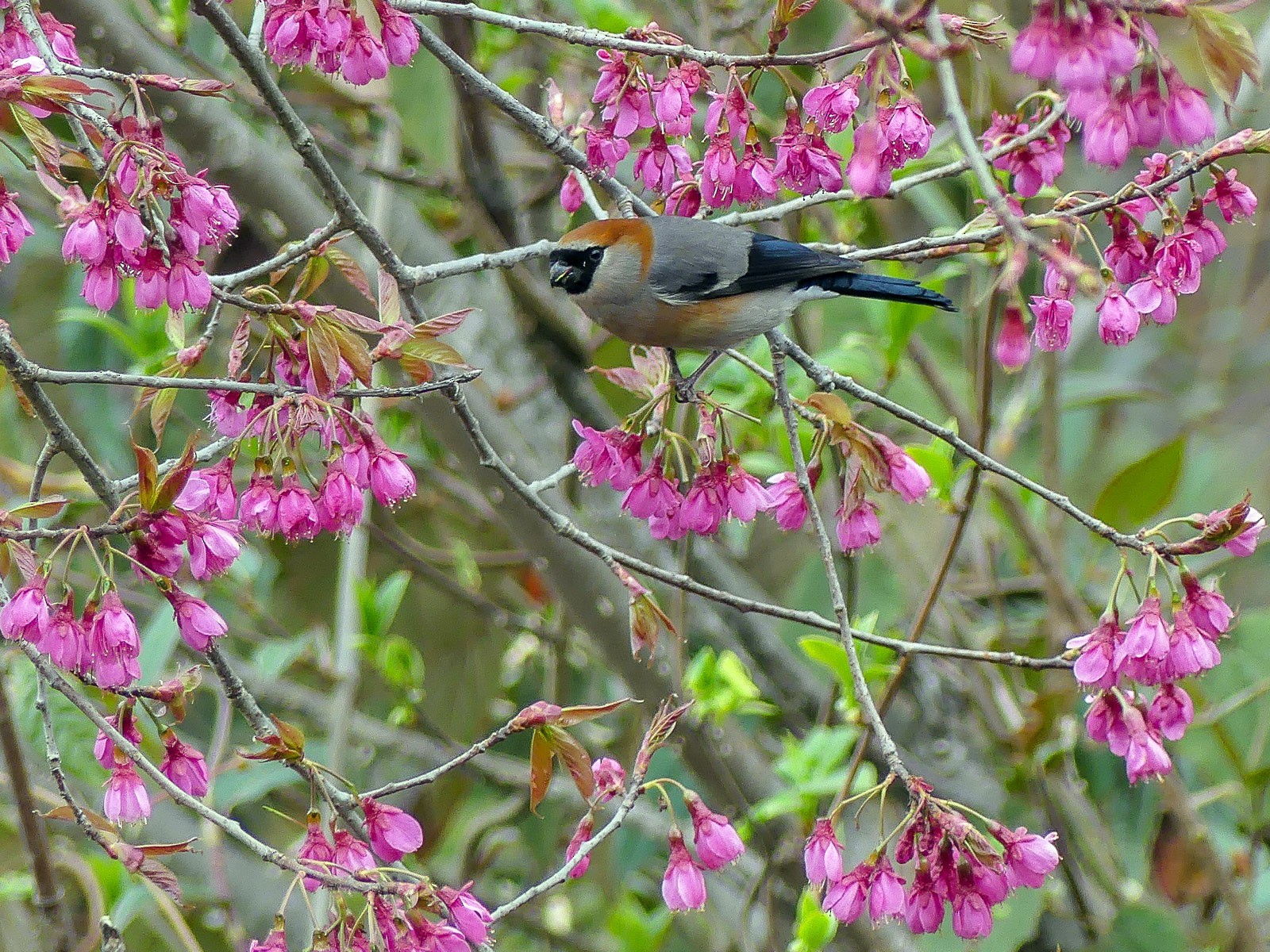 Red-headed Bullfinch - eBird
