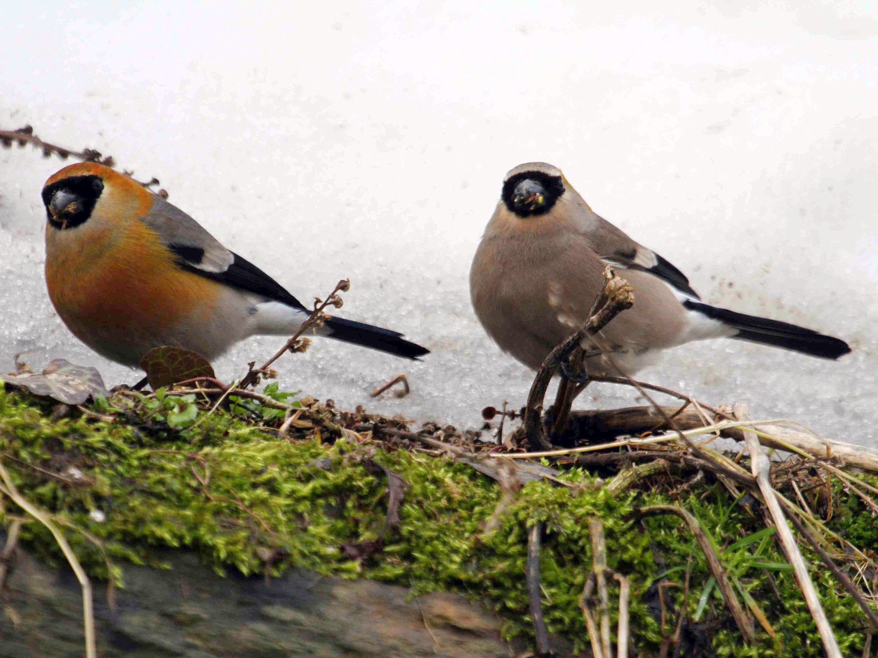 Red-headed Bullfinch - eBird