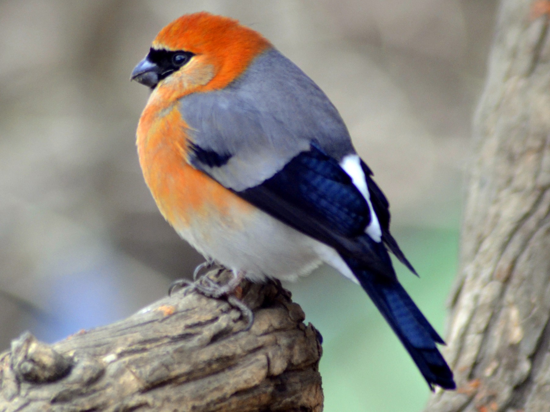Red-headed Bullfinch - eBird