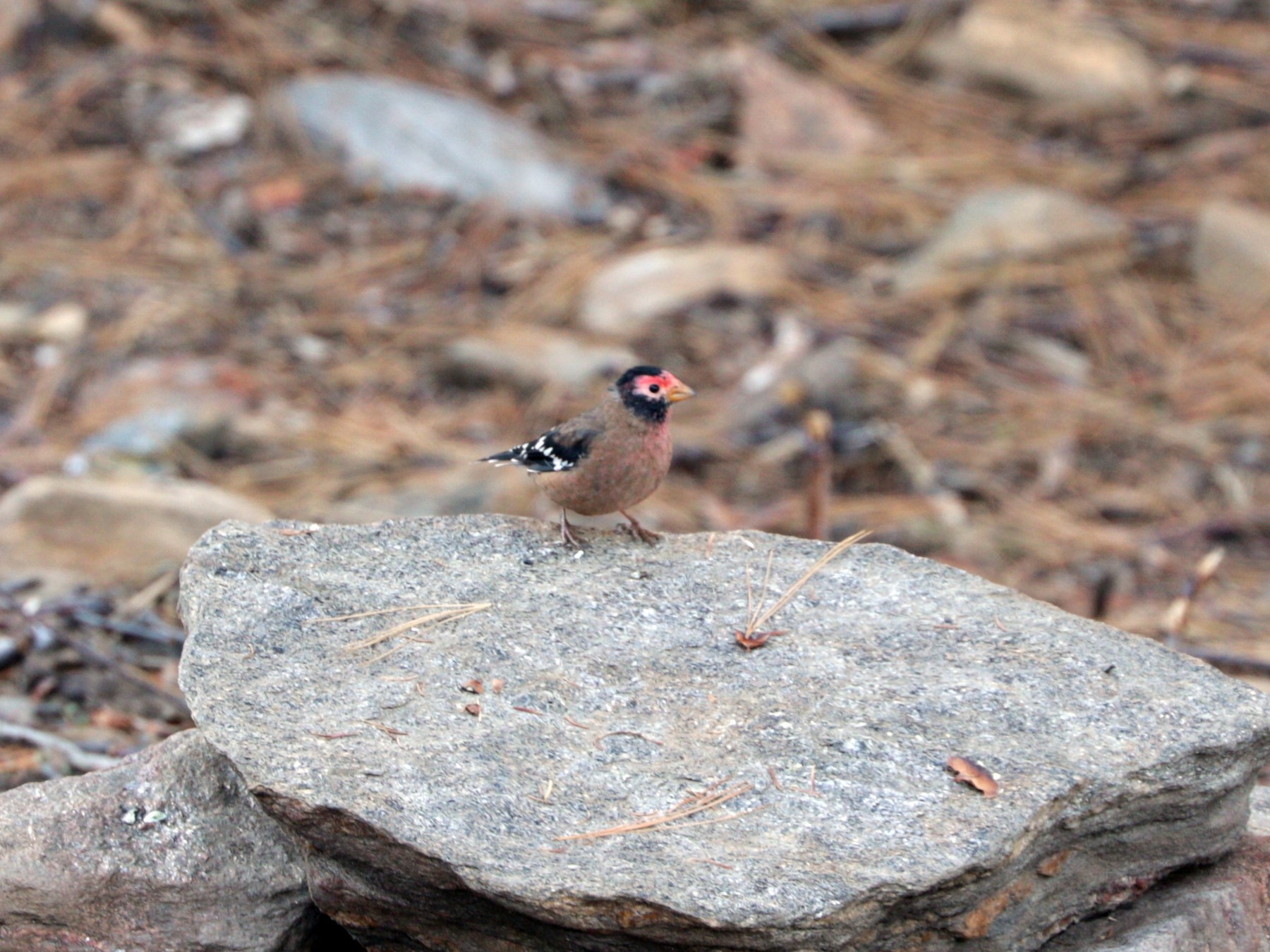 Spectacled Finch - eBird
