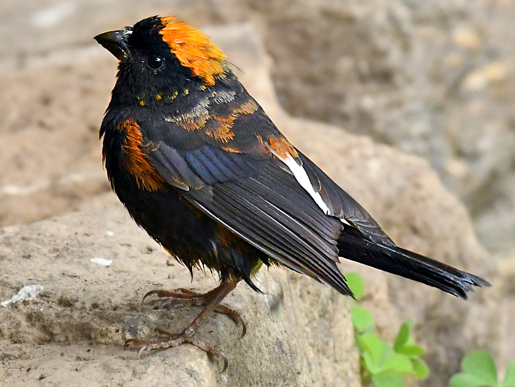 Gold-naped Finch - eBird