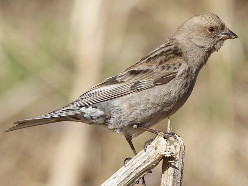 Plain Mountain Finch - eBird