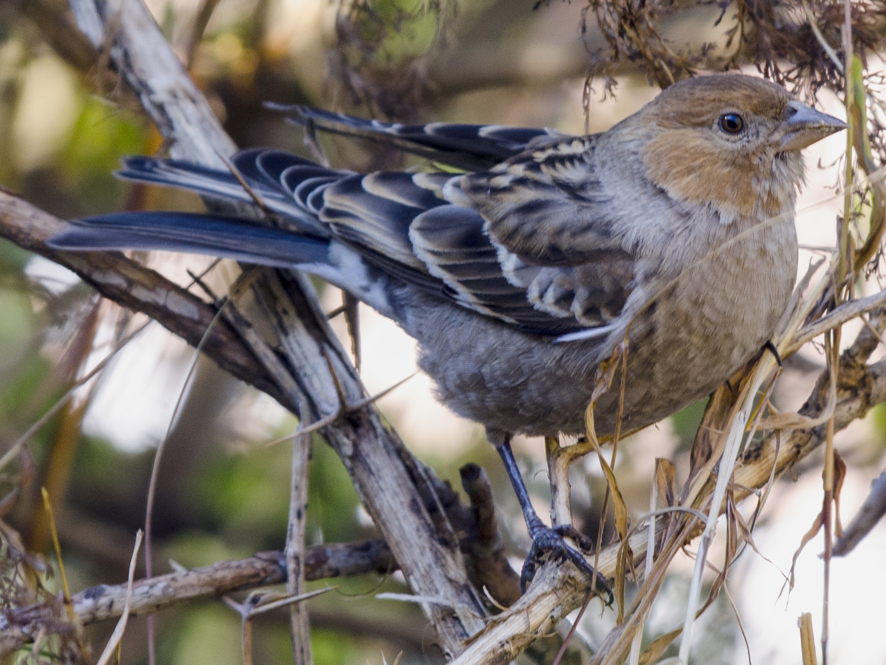Plain Mountain Finch - eBird Québec