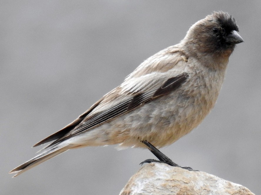 Black-headed Mountain Finch - eBird