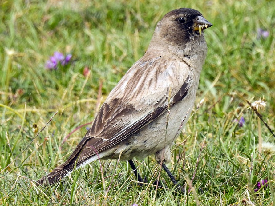 Black-headed Mountain Finch - eBird
