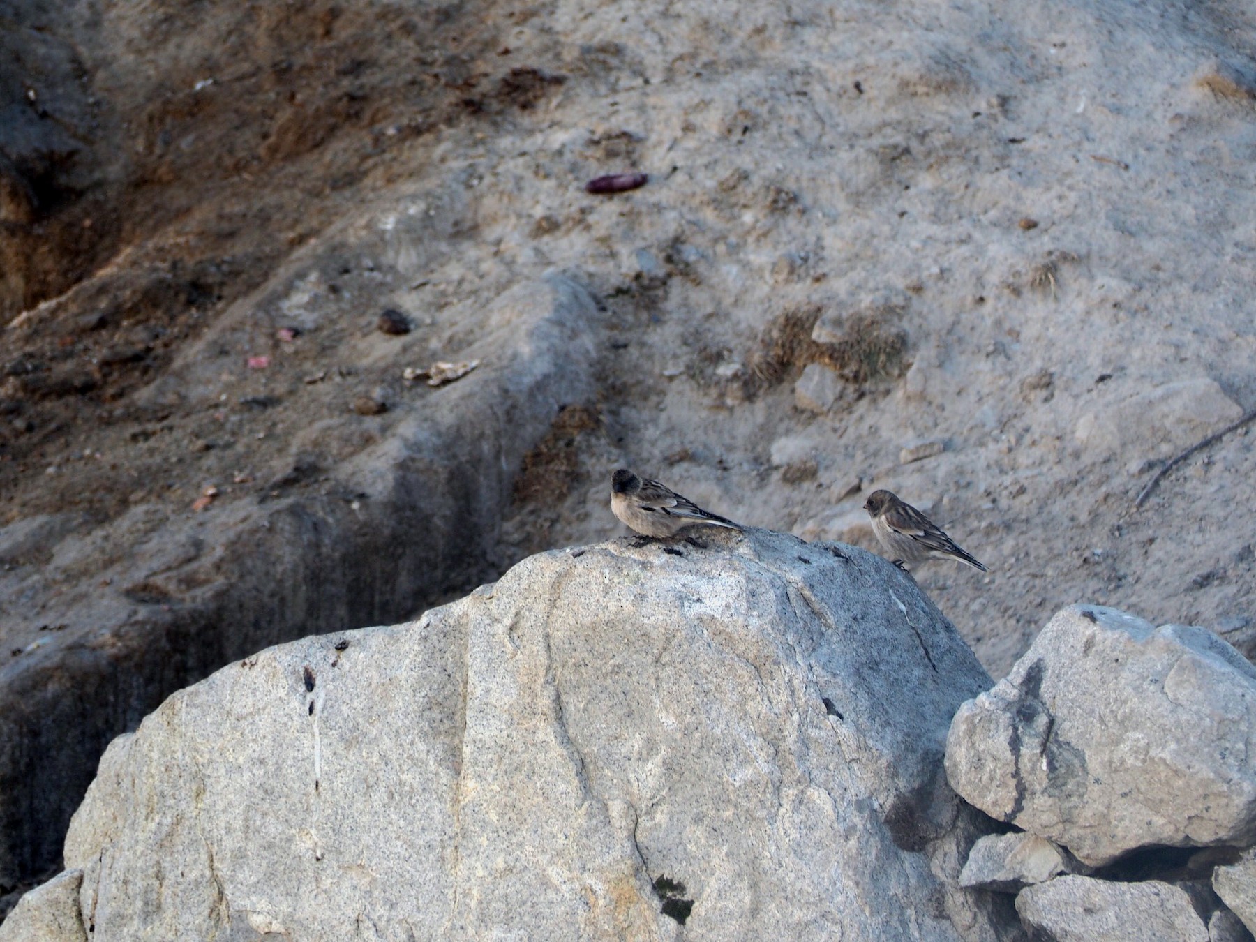 Black-headed Mountain Finch - eBird