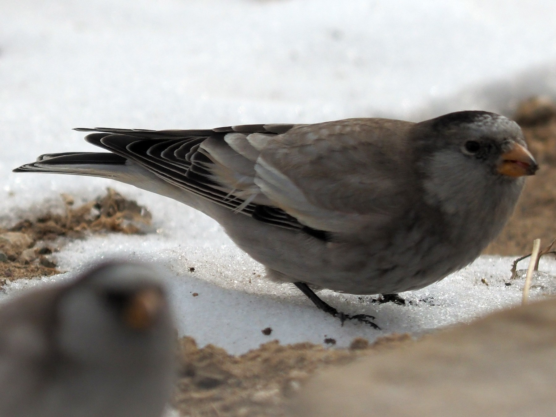 Black-headed Mountain Finch - eBird