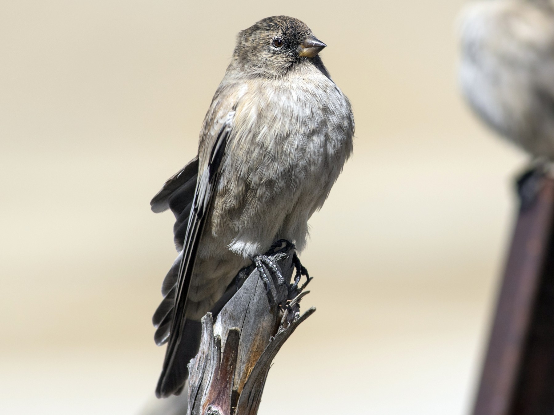 Black-headed Mountain Finch - eBird