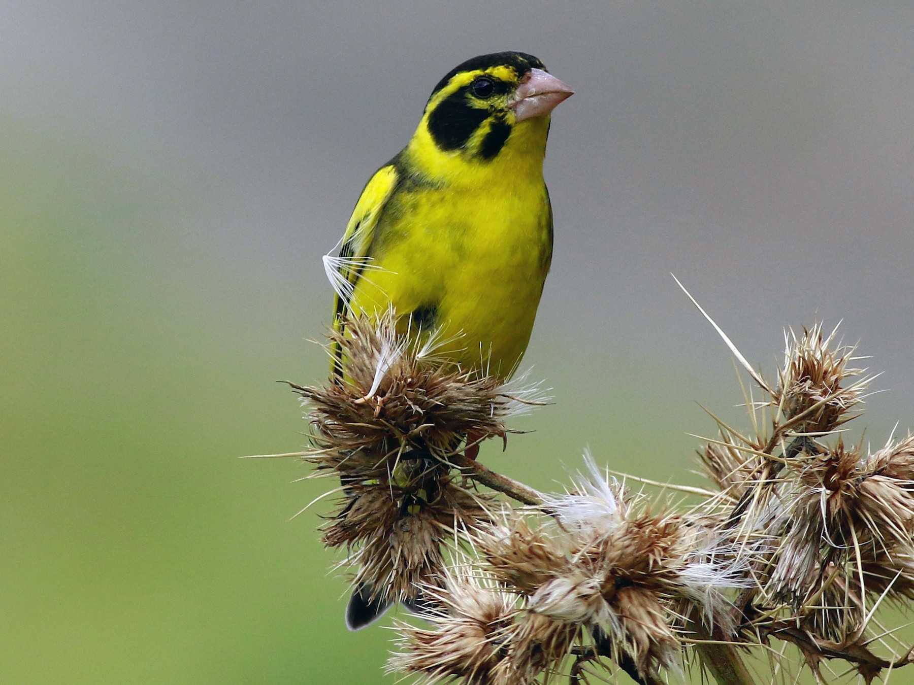 Yellow-breasted Greenfinch - eBird