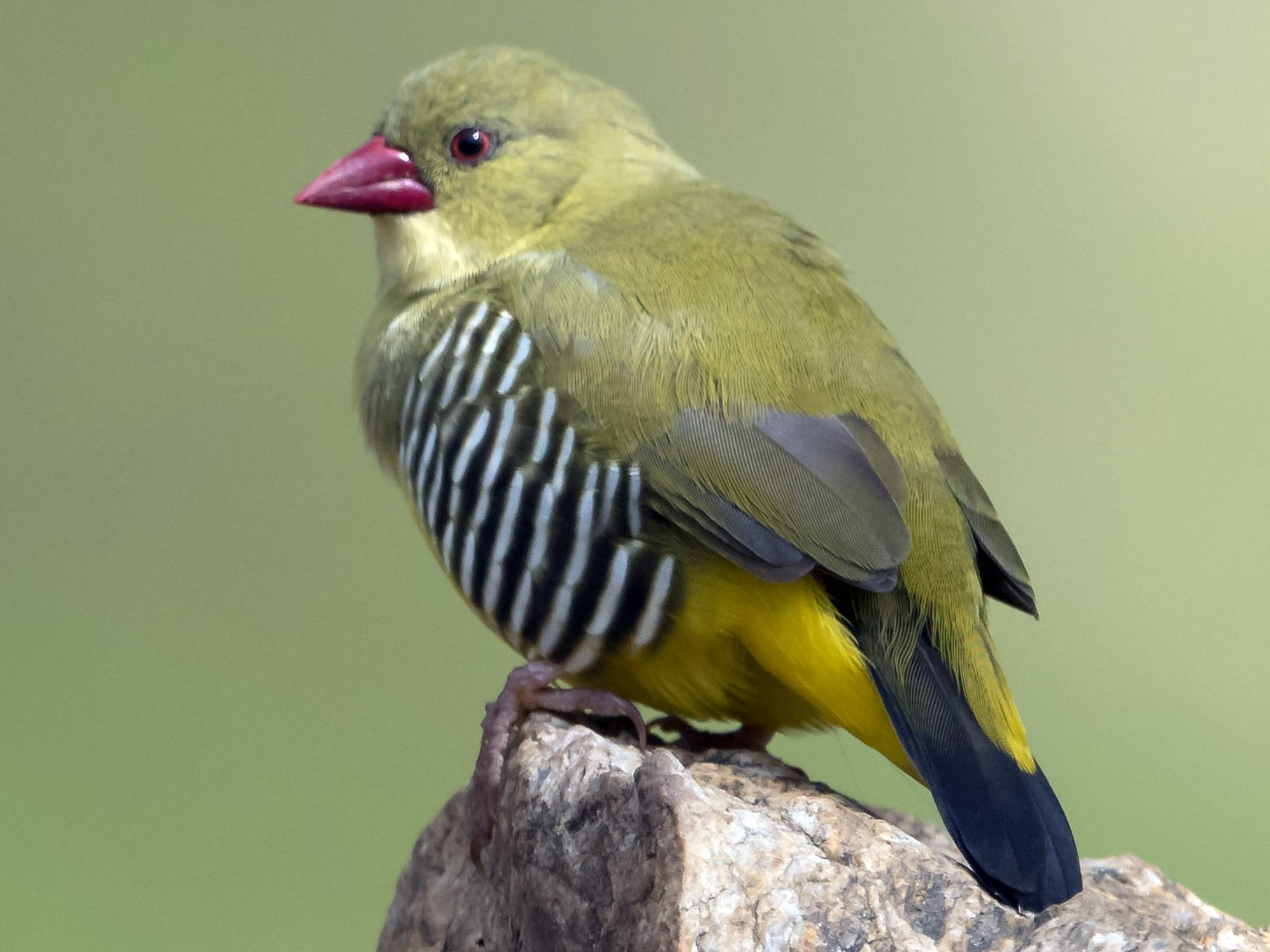 Green Avadavat - eBird