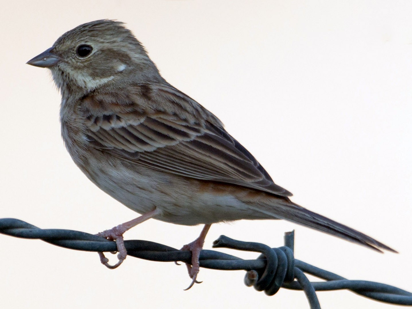 White-capped Bunting - eBird