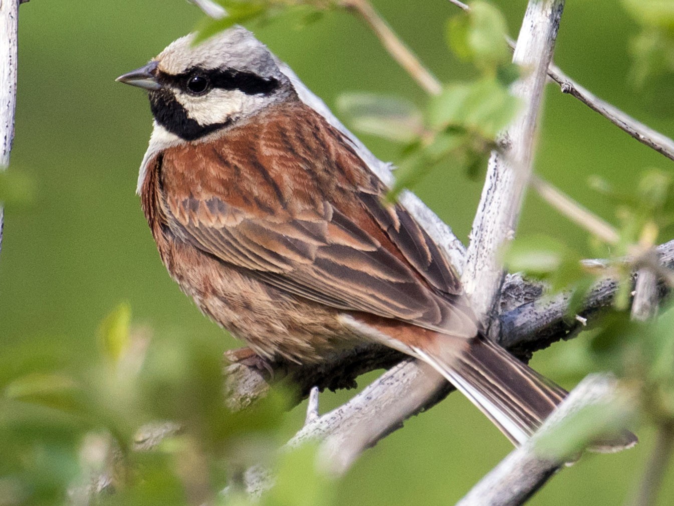 White-capped Bunting - eBird