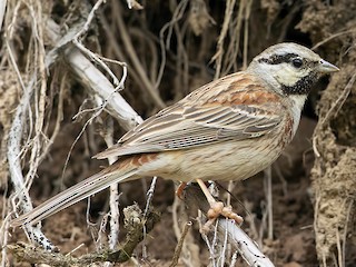 White-capped Bunting - Emberiza stewarti - Birds of the World