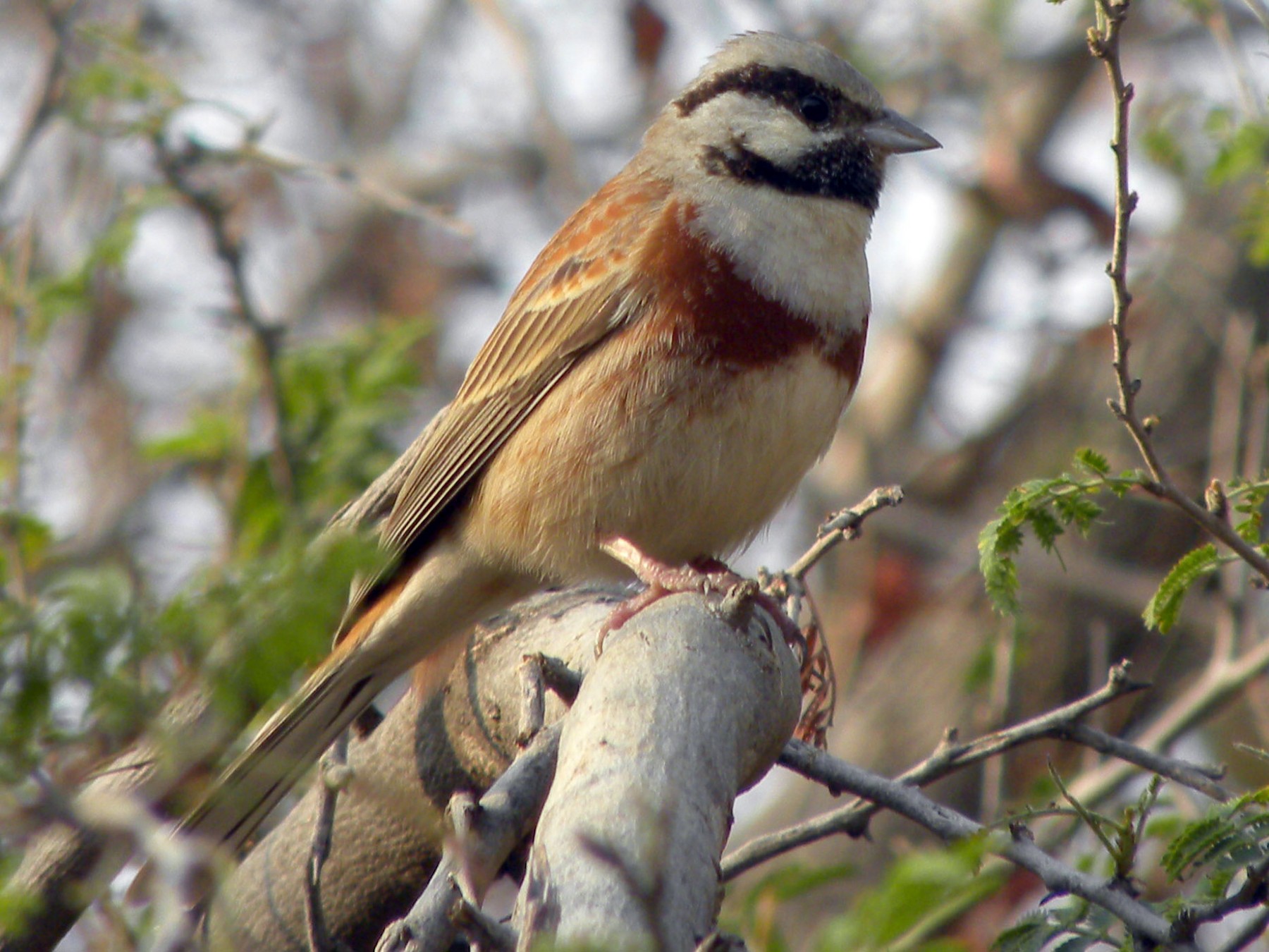White-capped Bunting - eBird