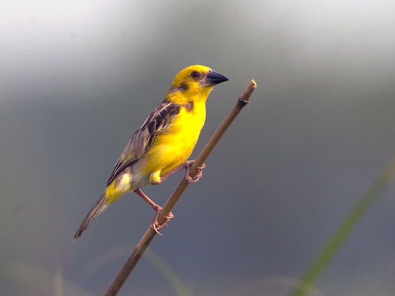 Finn's Weaver - eBird