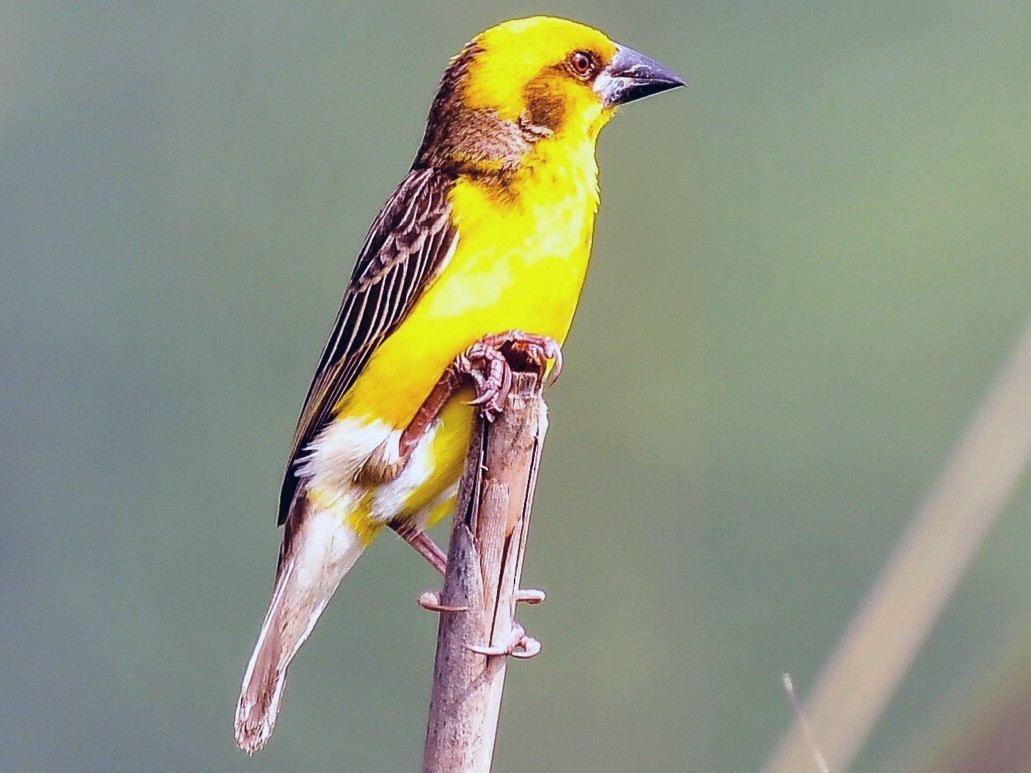 Finn's Weaver - eBird