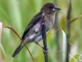 Finn's Weaver - eBird