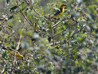 Finn's Weaver - eBird
