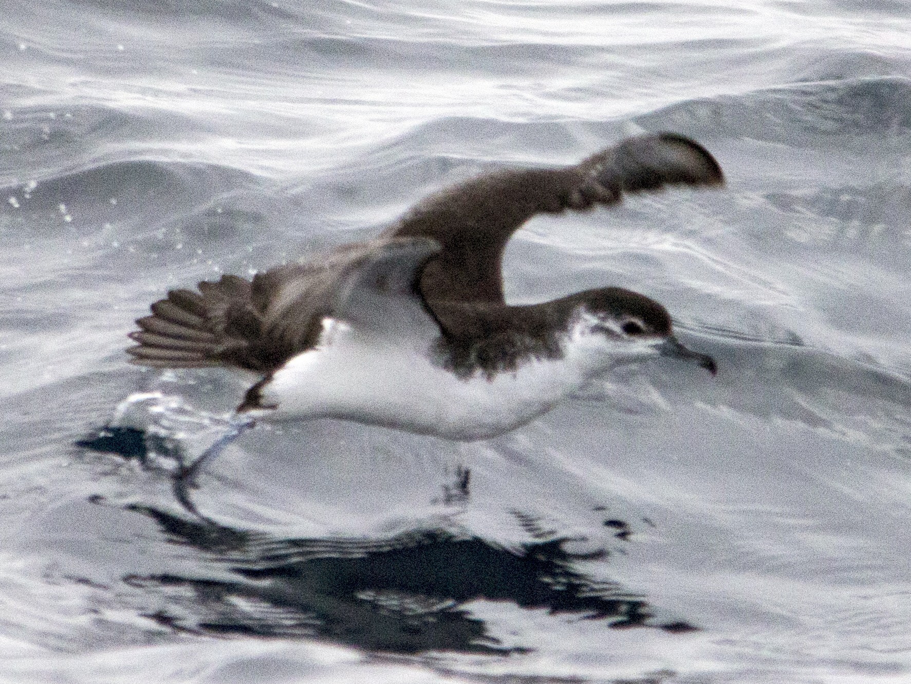 Little Shearwater - eBird