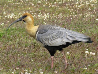Black-faced Ibis - eBird