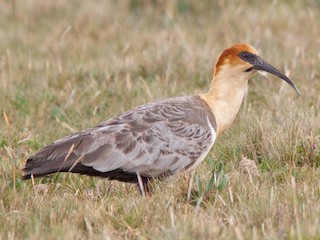 Andean Ibis - eBird