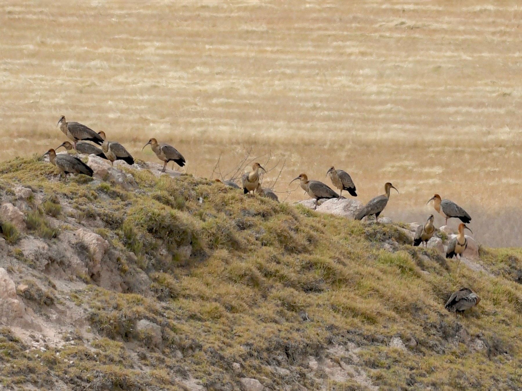 Andean Ibis - eBird