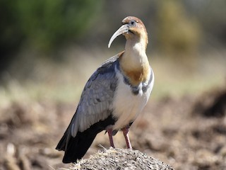 Andean Ibis - eBird
