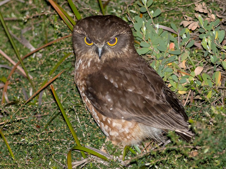 Morepork - eBird