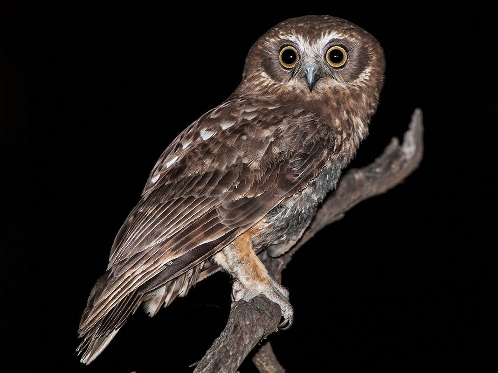 One AM I’m awakened by this guy loudly asking… - The WoodenBoat Forum